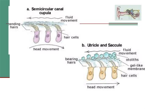 2 C Anatomy And Physiology Of The Peripheral And Central Auditory System Ppt