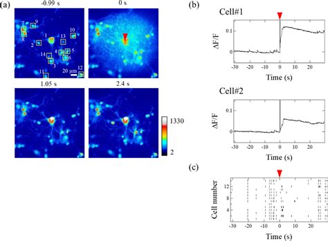 Neuronal Electrical Activity In Neuronal Networks Induced By A Focused Femtosecond Laser Acs Omega