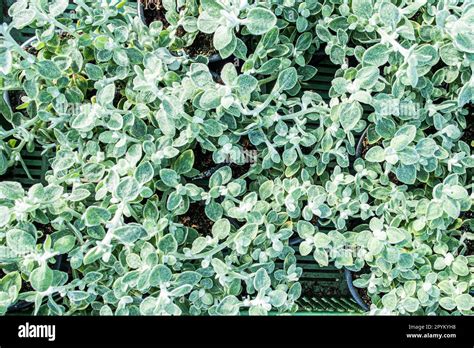 Curry Plant Helichrysum Italicum Subsp Microphyllum Pruhonice Czech