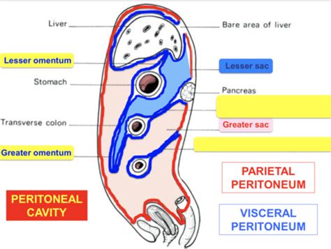Greater Peritoneal Sac