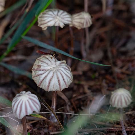 자주색줄낙엽버섯