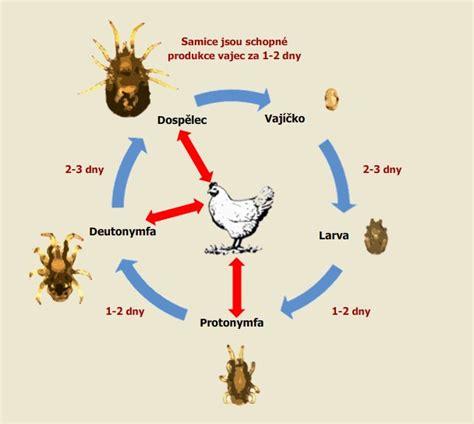 Čmelík Kuří Šků O škůdcích Plísních Plevelech A Jak S Nimi Bojovat