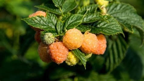 How To Plant Grow And Care For Fall Gold Raspberry Bushes