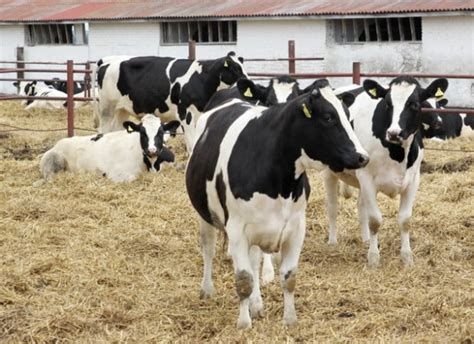 Xaricdən 12 Minə Yaxın Damazlıq Heyvan Alınıb Oxu Az