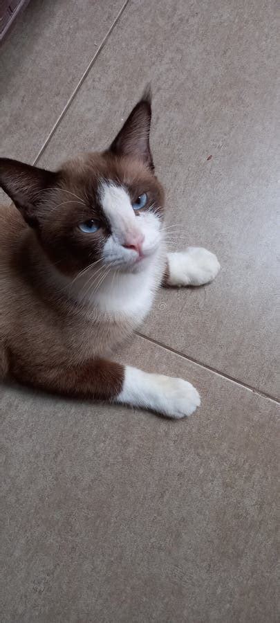 The Daily Behavior Of Cute And Adorable Cats Inside The House Stock Image Image Of Cute