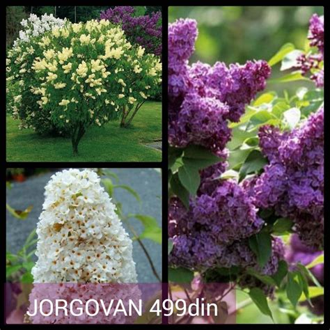 Rasadnik Mini 🌸🌸🌸🌸 Jorgovan 🌸🌸🌸🌸 🌺🌺🌺🌺🌺🌺🌺🌺🌺🌺🌺🌺🌺🌺🌺 Cena