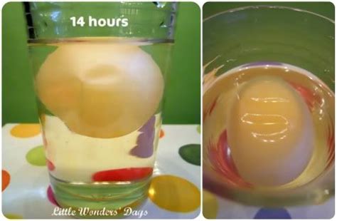 Osmosis And Diffusion Labs