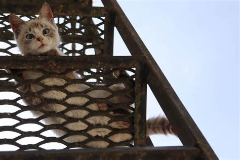 Premium Photo Cute Cat With Blue Eyes Bottom