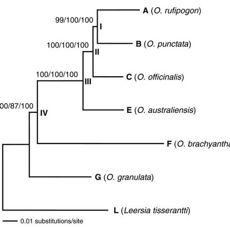 Ml Tree Inferred Based On Concatenation Of 62 Genes From 11 Species