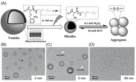 A Shape Programming Of Polypeptide Based Nanoparticles Through