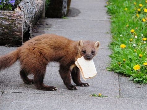 Horned Marten
