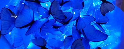 Светящиеся Букеты из бабочек атласных лент Выкса Святящиеся букеты из бабочек и атласных роз