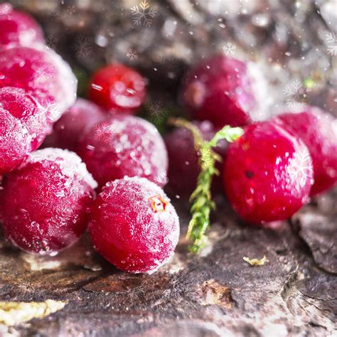 Snowberries Fragrance Oil Voyageur Soap And Candle