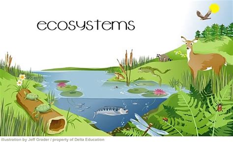 All Bout Biology What Is An Ecosystem