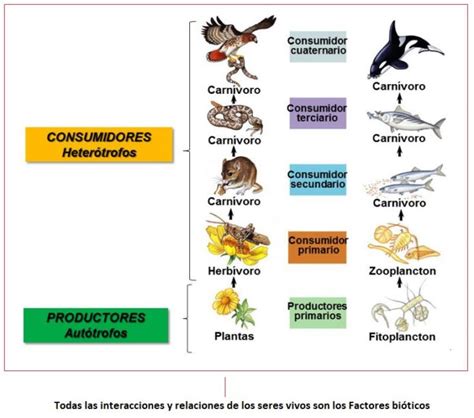 Cadena alimenticia y red trófica terrestres y acuáticas OVACEN