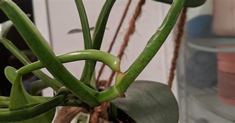 Broken Leaf Album On Imgur