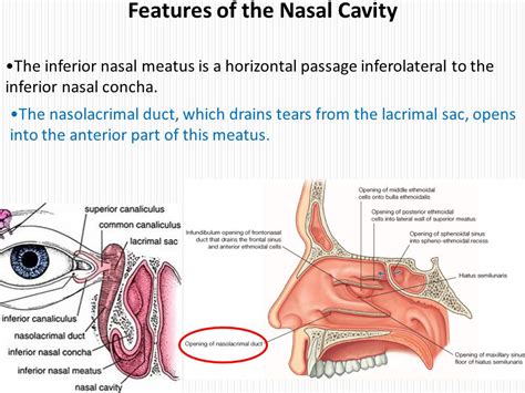 Common Nasal Meatus