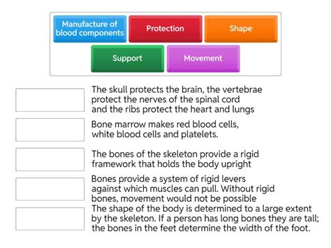 Functions Of The Skeleton Match Up