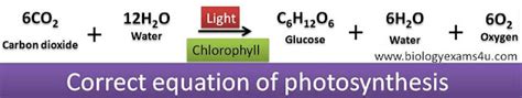 What Is The Correct Balanced Equation Of Photosynthesis