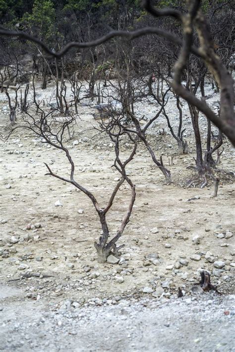 Dead Tree In Kawah Putih Crater Lake In Ciwidey West Java Bandung