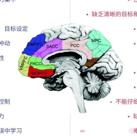 【前额叶皮层】你的 大脑ceo”，提升大脑洞察力的关键 知乎