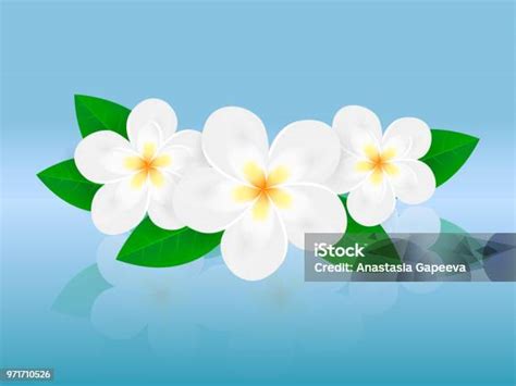 리플렉션 사용 하 여 3 개의 Plumeria 꽃입니다 벡터 일러스트 레이 션 0명에 대한 스톡 벡터 아트 및 기타 이미지