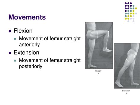 Ppt The Hip Joint And Pelvic Girdle Powerpoint Presentation Free
