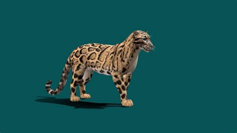Leopard 3d Models Sketchfab