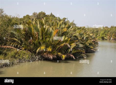 La Plus Grande Forêt De Mangroves Au Monde Sundarbans Du Bangladesh
