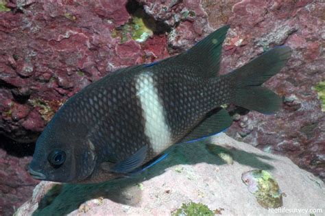 Parma Unifasciata Girdled Parma Reef Life Survey