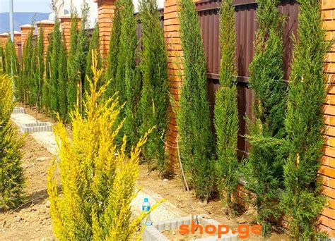 კიპარისი ტუია