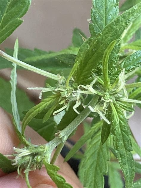 Having Trouble With Sex Sortingcan Anybody Tell Me If Theres A Male In The Bunch Dont