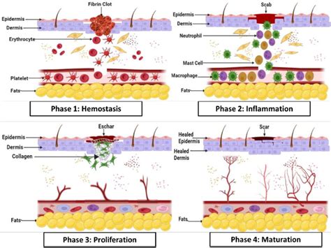 The Science Of Achilles Tendon Healing