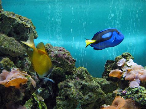 Finding Nemo Coral Reef Background