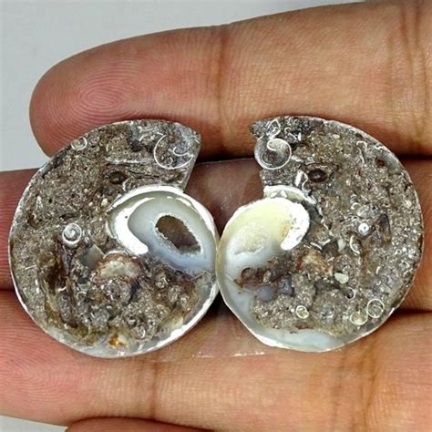 51 20 Cts Fossil Snail Jewelry Making Cabochon Pair Natural 25x29x4mm