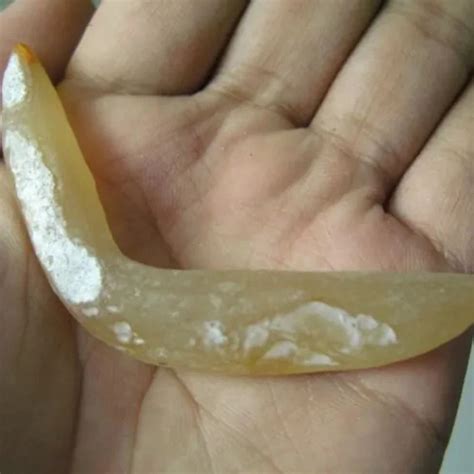 Snake Genital Fossil Type G3 Healing Crystal Stones Fossilized Snake Genital Fossil Type G3 Healing Crystal Stones Fossilized