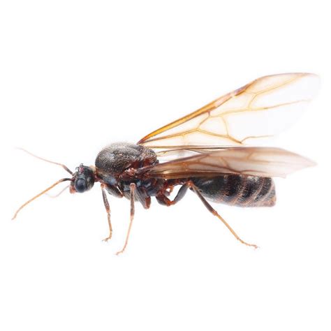 Facts About Flying Ants And Suggested Control Options