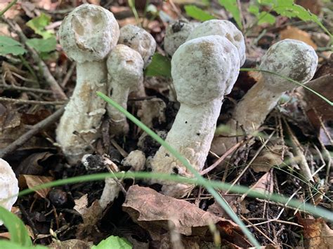 Meet Hypomyces Hyalinus The Mushroom Parasite Of The X Files 🌿👽