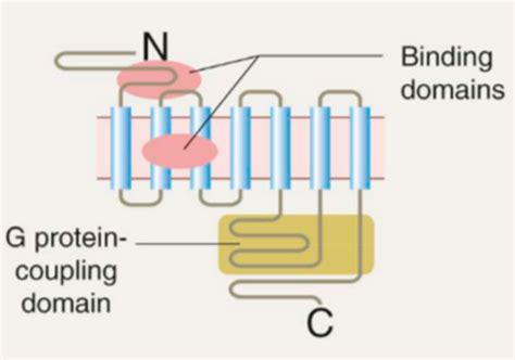 Neuro 8 Molecular Signaling Within Neurons Flashcards Quizlet