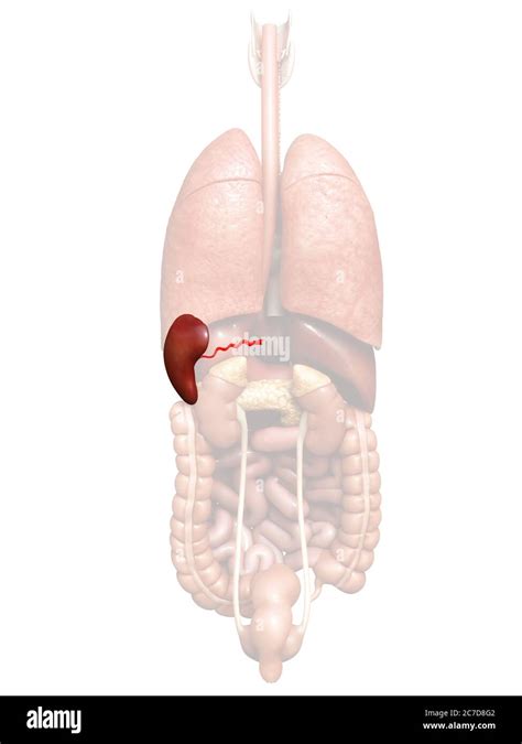 3d Rendered Medically Accurate Illustration Of The Spleen Anatomy
