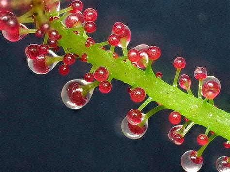 Triphyophyllum Peltatum Una Planta Carnívora Trepadora