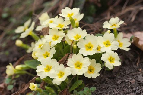 Primrose Primula Vulgaris Glenlivet Wildlife