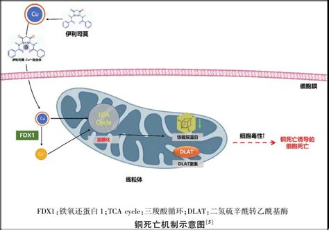 研究热点铜死亡的主要机制及常见生化检测方法 产品咨询 资讯 生物在线