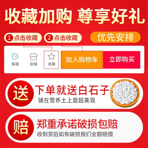 多肉植物组合小盆栽精品大颗好养含盆土套餐室内花卉包邮凯天花航虎窝淘