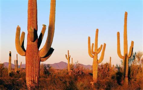 Desert Cactus Wallpapers Wallpaper Cave