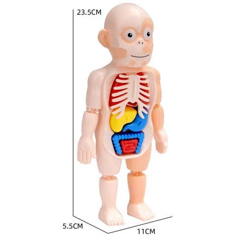 Detail Anatomie Pinguin Skelett Koleksi Nomer