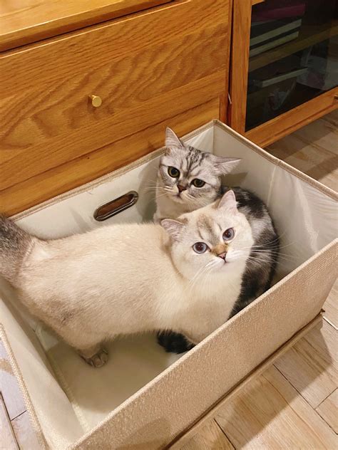 有啥冬天用的猫窝推荐吗 NGA玩家社区