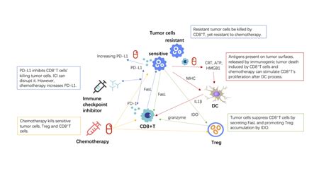 Revolutionizing Cancer Treatment With Ai And Mathematical Modeling
