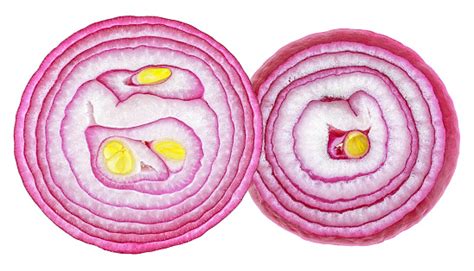 흰색 배경 상단보기에 고립 된 빨간색 양파의 두 개의 둥근 조각 0명에 대한 스톡 사진 및 기타 이미지 0명 건강한 식생활