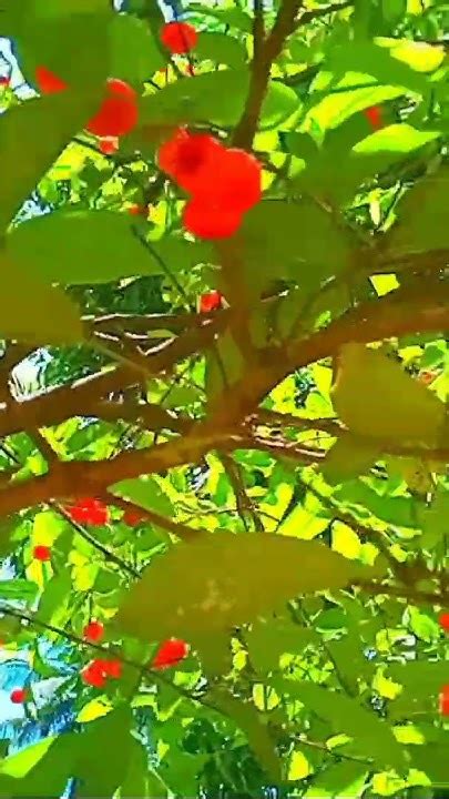 ජම්බු කනවද 😋😋 Youtube
